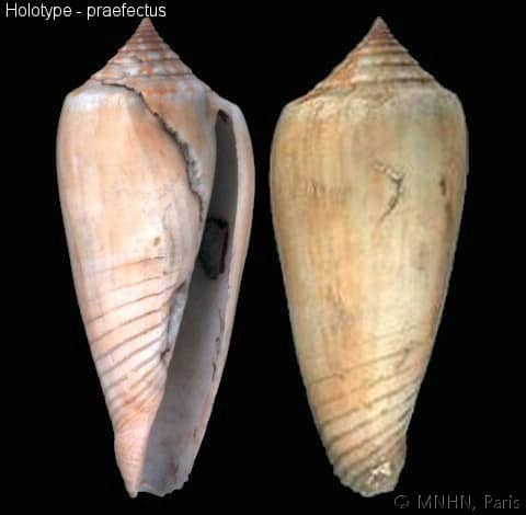 Conidae - Gastropods by Eddie Hardy