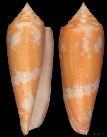 Conidae - Gastropods by Eddie Hardy