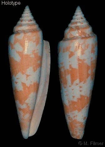 Conus (Phasmoconus) primus - Gastropods by Eddie Hardy