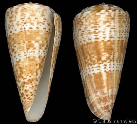 Conus (Kalloconus) pulcher pulcher - Gastropods by Eddie Hardy
