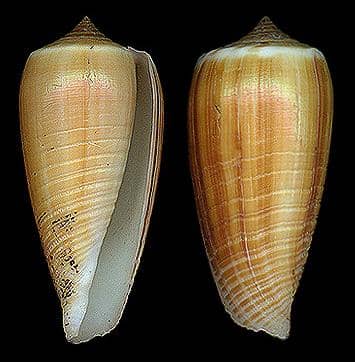 Conidae - Gastropods by Eddie Hardy