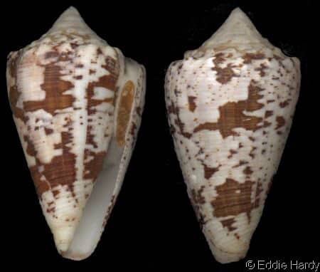 Conidae - Gastropods by Eddie Hardy