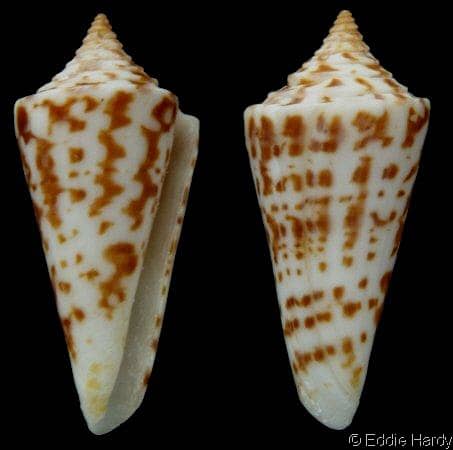 Conus (Dauciconus) scalarissimus - Gastropods by Eddie Hardy