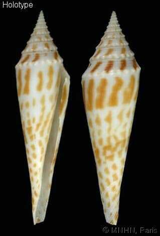 CONIDAE CONINAE - Gastropods by Eddie Hardy