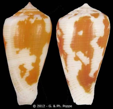 Conidae - Gastropods by Eddie Hardy