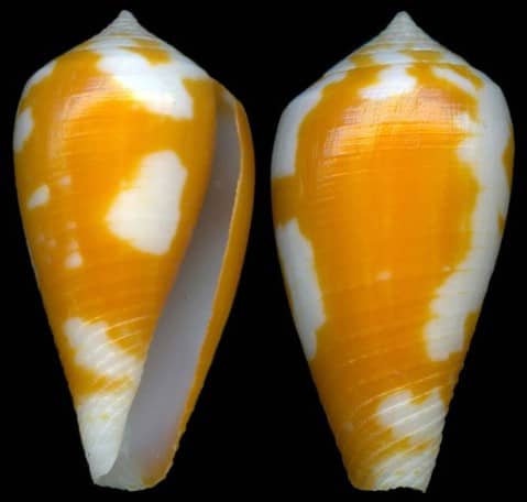 Conus (Pionoconus) robini - Gastropods by Eddie Hardy