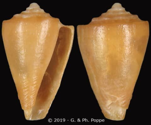 CONIDAE CONINAE - Gastropods by Eddie Hardy