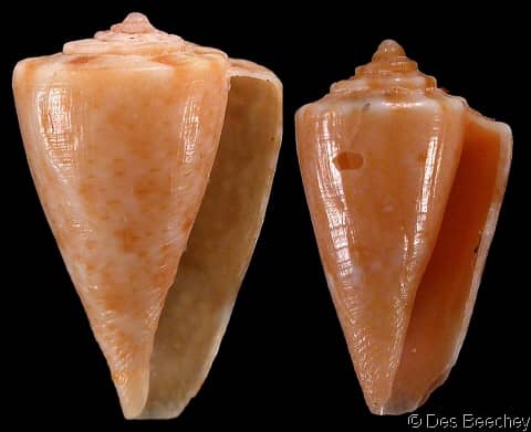 CONIDAE CONINAE - Gastropods by Eddie Hardy