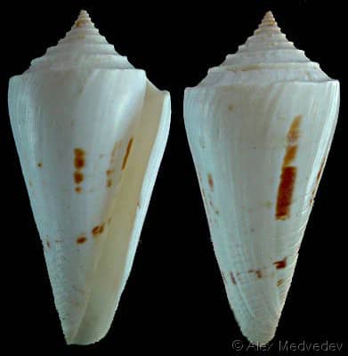 CONIDAE CONINAE - Gastropods by Eddie Hardy