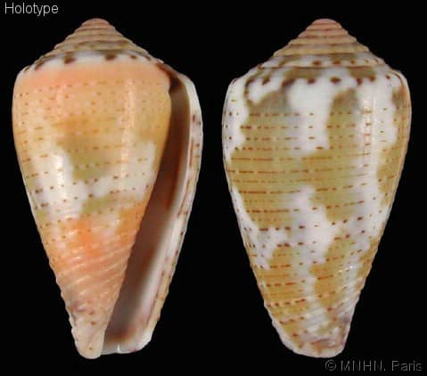 Conidae - Gastropods by Eddie Hardy