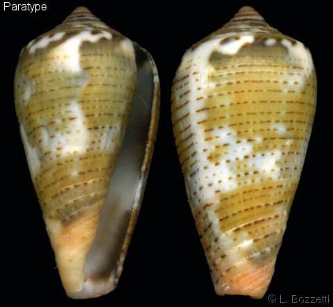 Conidae - Gastropods by Eddie Hardy