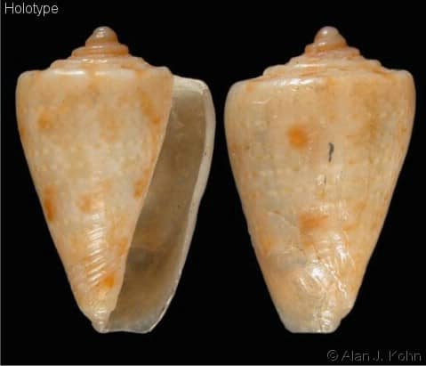 CONIDAE CONINAE - Gastropods by Eddie Hardy