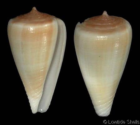 Conidae - Gastropods by Eddie Hardy