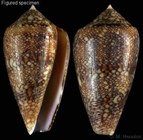 Conus (Cylinder) textile - Gastropods by Eddie Hardy