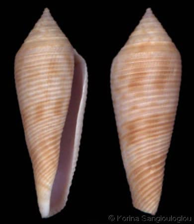 Conasprella viminea - Gastropods by Eddie Hardy