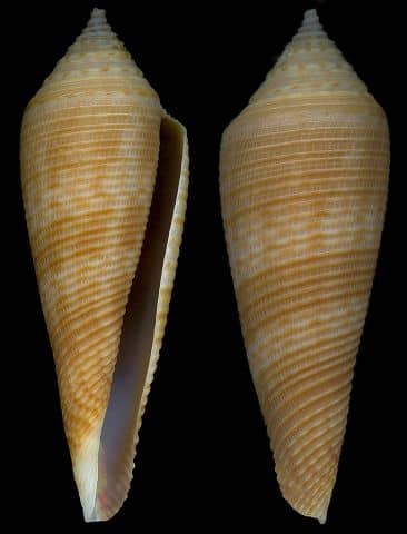Conasprella viminea - Gastropods by Eddie Hardy