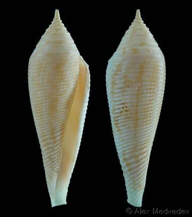 Conasprella viminea - Gastropods by Eddie Hardy