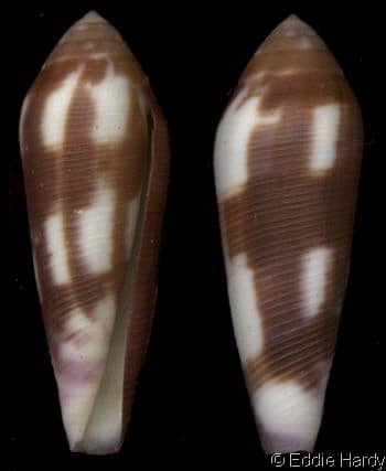 Conus (Hermes) violaceus - Gastropods by Eddie Hardy