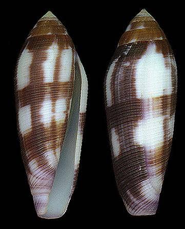 Conus (Hermes) violaceus - Gastropods by Eddie Hardy