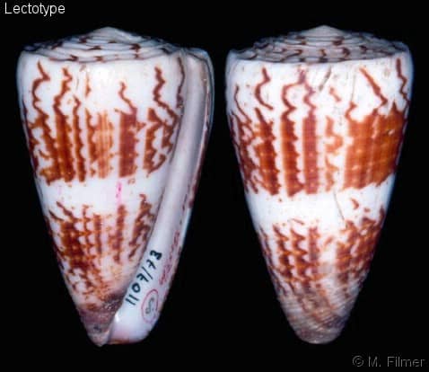 Vituliconus planorbis vitulinus (var.) - Gastropods by Eddie Hardy