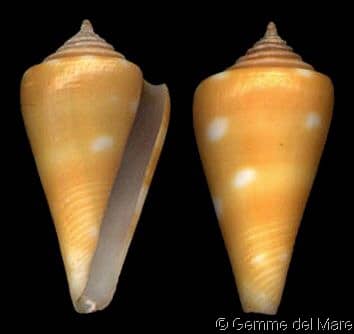Conasprella kohni - Gastropods by Eddie Hardy