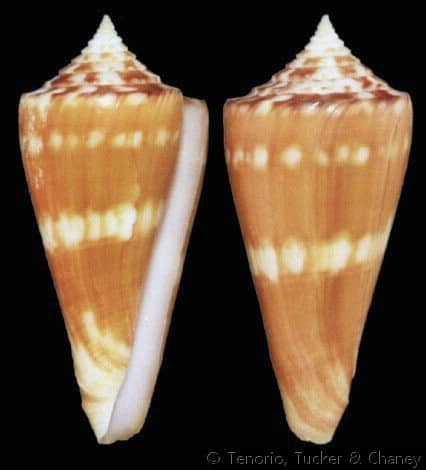Conus (Dauciconus) xanthicus - Gastropods by Eddie Hardy
