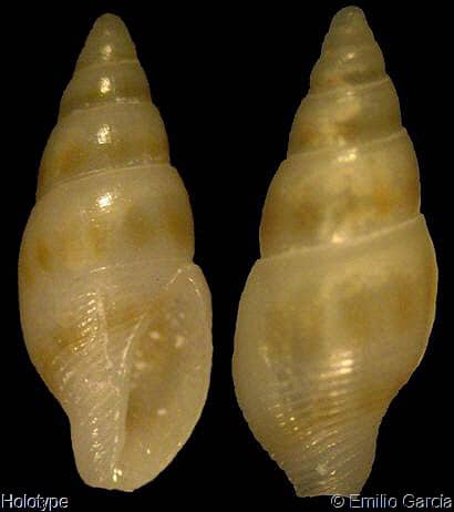 COLUMBELLIDAE COLUMBELLINAE - Gastropods by Eddie Hardy