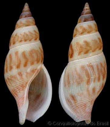 COLUMBELLIDAE COLUMBELLINAE - Gastropods by Eddie Hardy