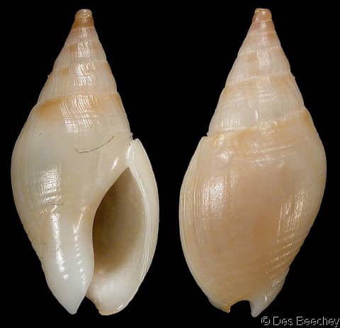 NASSARIIDAE - Gastropods by Eddie Hardy