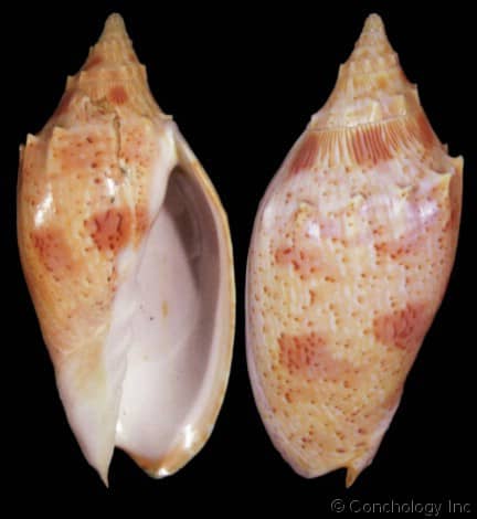 Cymbiola (Cymbiolacca) complexa complexa - Gastropods by Eddie Hardy