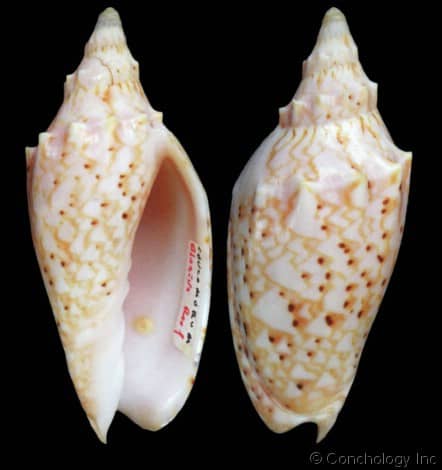 Cymbiola (Cymbiolacca) pulchra coucomorum - Gastropods by Eddie Hardy