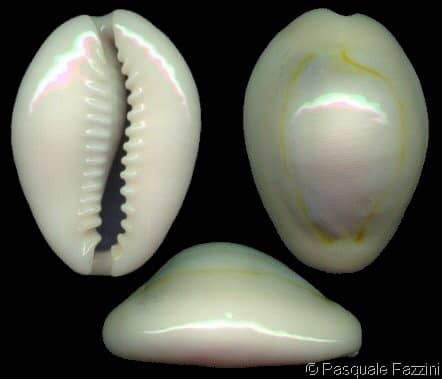 CYPRAEIDAE EROSARIINAE - Gastropods by Eddie Hardy