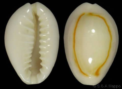 Monetaria annulus annulus - Gastropods by Eddie Hardy