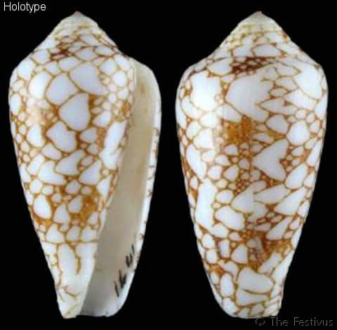 CONIDAE CONINAE - Gastropods by Eddie Hardy