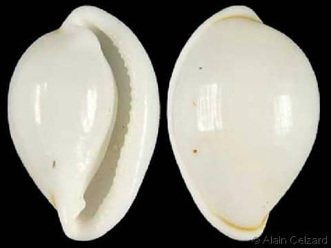 OVULIDAE EOCYPRAEINAE - Gastropods by Eddie Hardy