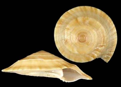 Discotectonica acutissima - Gastropods by Eddie Hardy