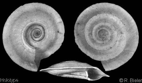 Discotectonica acutissima - Gastropods by Eddie Hardy