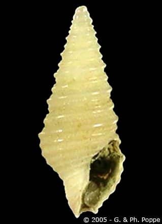 CLATHURELLIDAE - Gastropods by Eddie Hardy