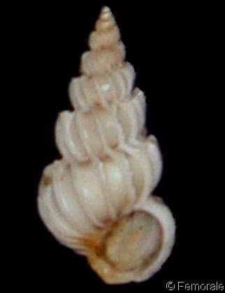 EPITONIIDAE - Gastropods by Eddie Hardy