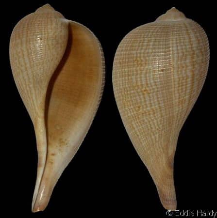 Ficus gracilis - Gastropods by Eddie Hardy