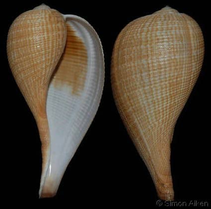 Ficus gracilis - Gastropods by Eddie Hardy