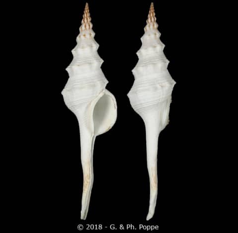 Fusinus colus - Gastropods by Eddie Hardy