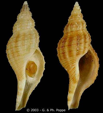 FASCIOLARIIDAE FUSININAE - Gastropods by Eddie Hardy