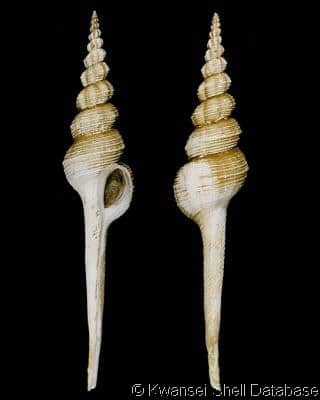 FASCIOLARIIDAE FUSININAE - Gastropods by Eddie Hardy