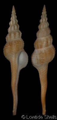 Fusinus forceps - Gastropods by Eddie Hardy