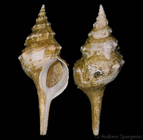 FASCIOLARIIDAE FUSININAE - Gastropods by Eddie Hardy