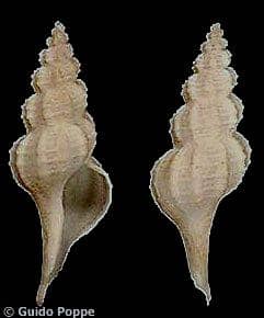 FASCIOLARIIDAE FUSININAE - Gastropods by Eddie Hardy