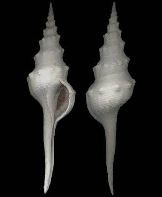 Fusinus longissimus - Gastropods by Eddie Hardy
