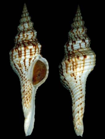 Marmarofusus nicobaricus - Gastropods by Eddie Hardy