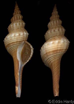 Fusinus perplexus - Gastropods by Eddie Hardy